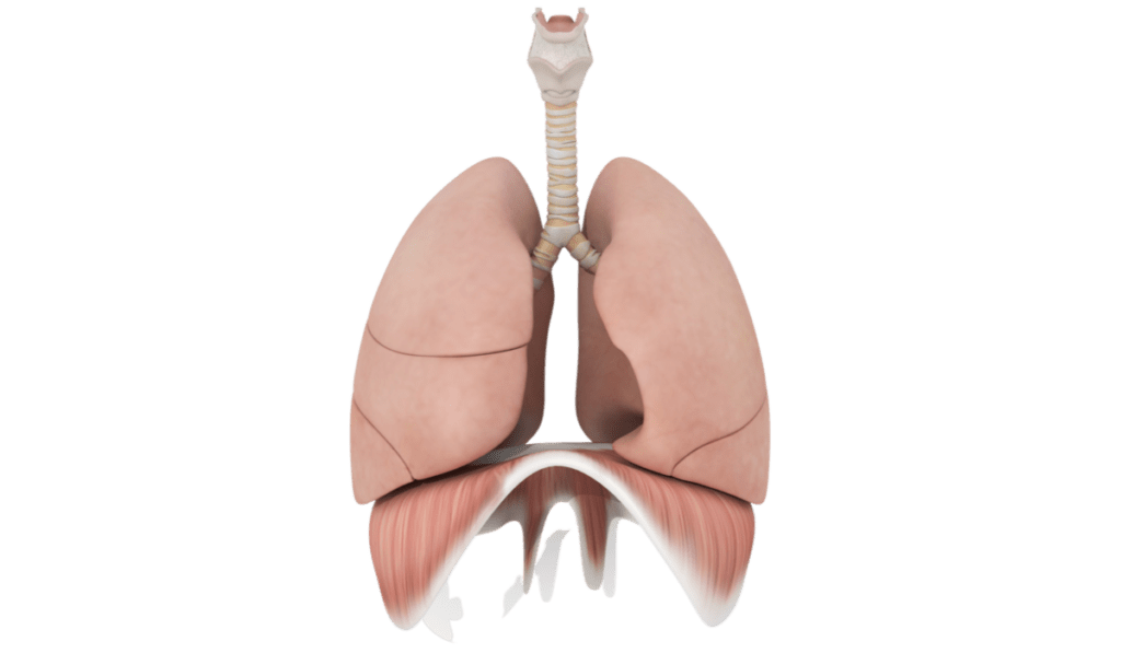 Oral Health - BIOFAC A/S